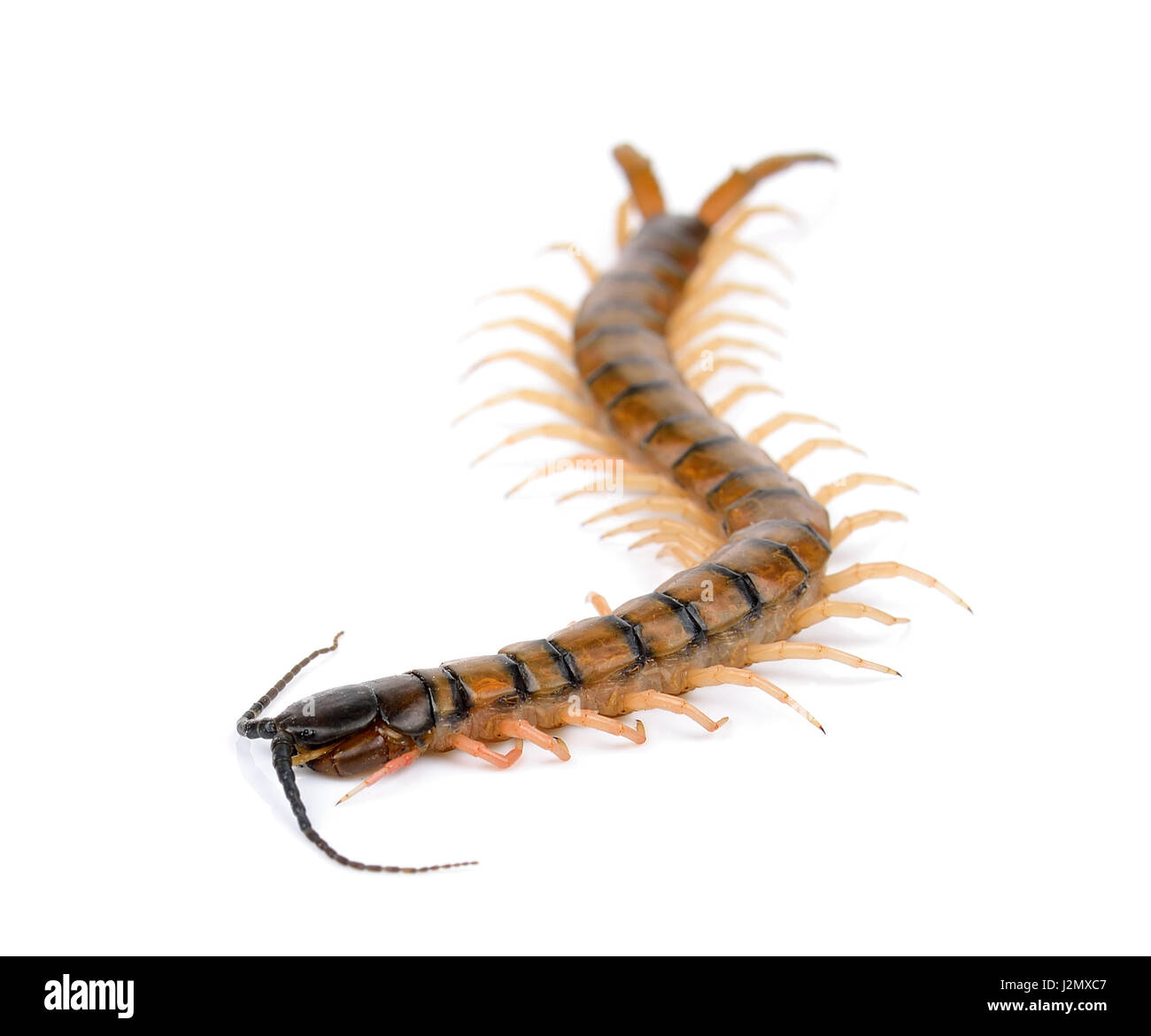 centipede isolated on the white background Stock Photo - Alamy
