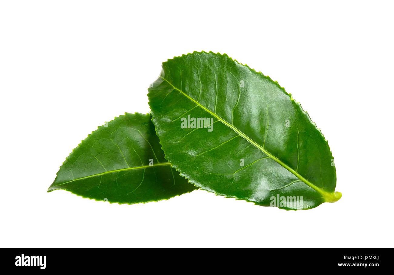 Fresh Tea leaf isolated on the white background Stock Photo - Alamy