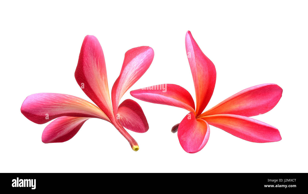 White frangipani flowers branch Cut Out Stock Images & Pictures - Alamy