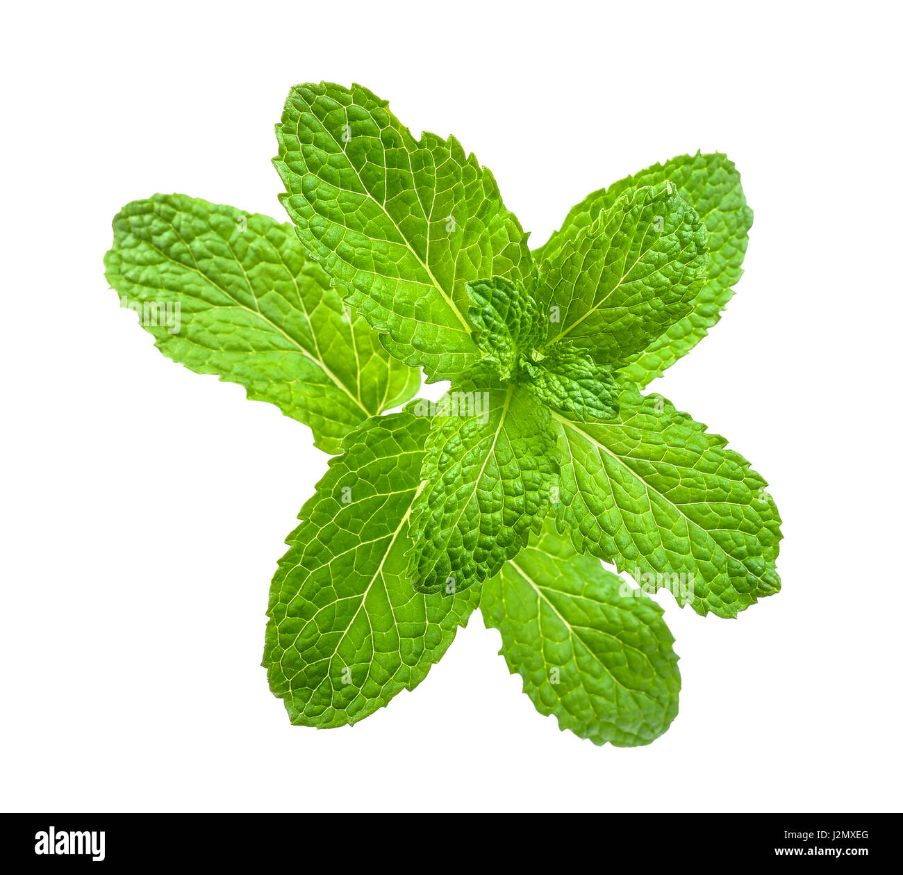peppermint isolated on the white background Stock Photo - Alamy