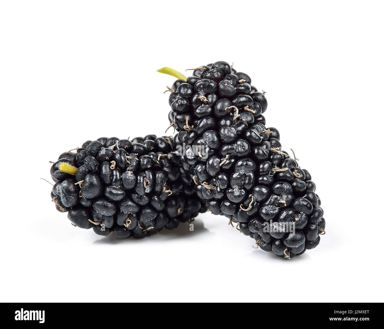 Mulberry isolated on the white background Stock Photo - Alamy