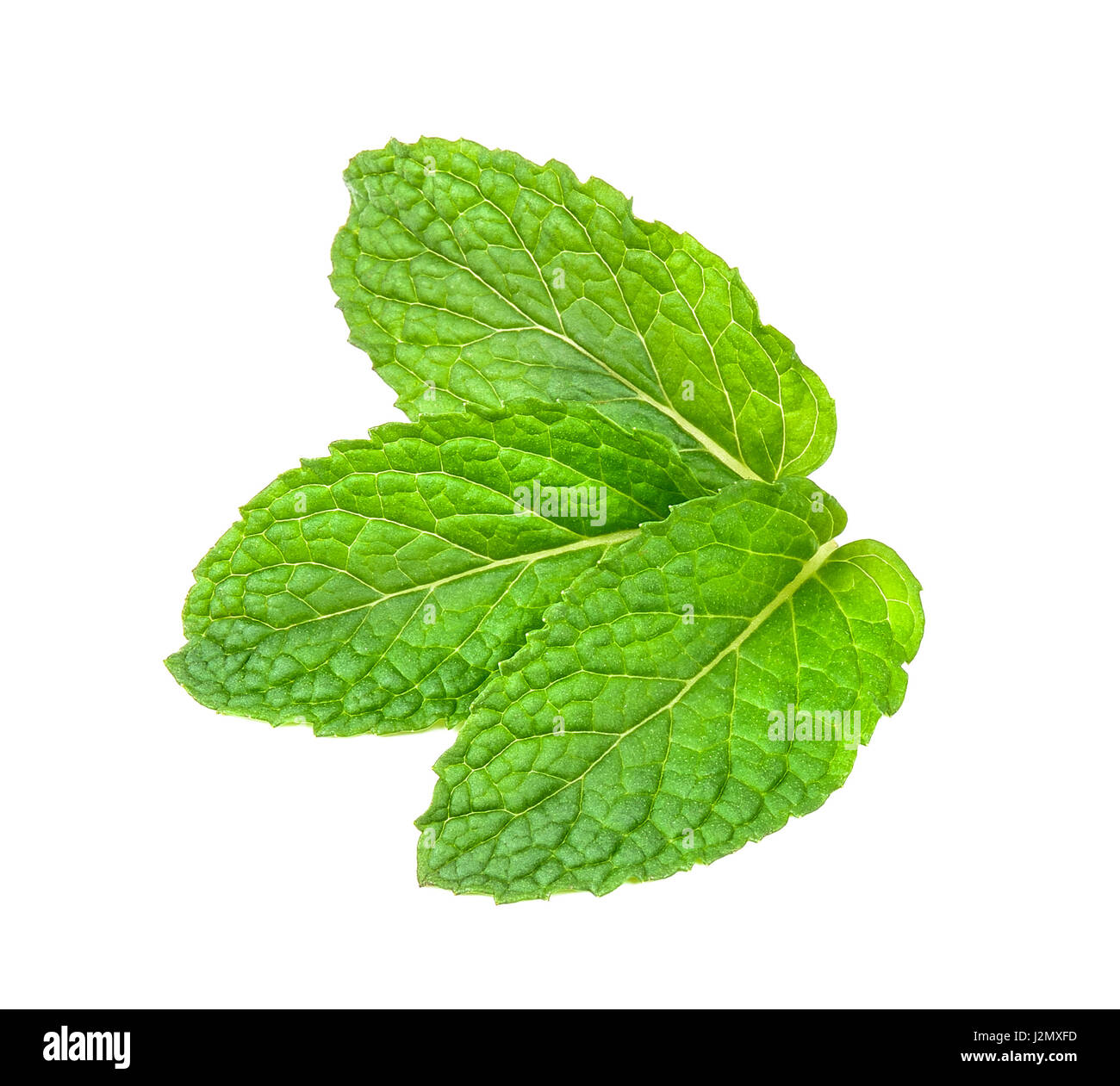 peppermint isolated on the white background Stock Photo - Alamy