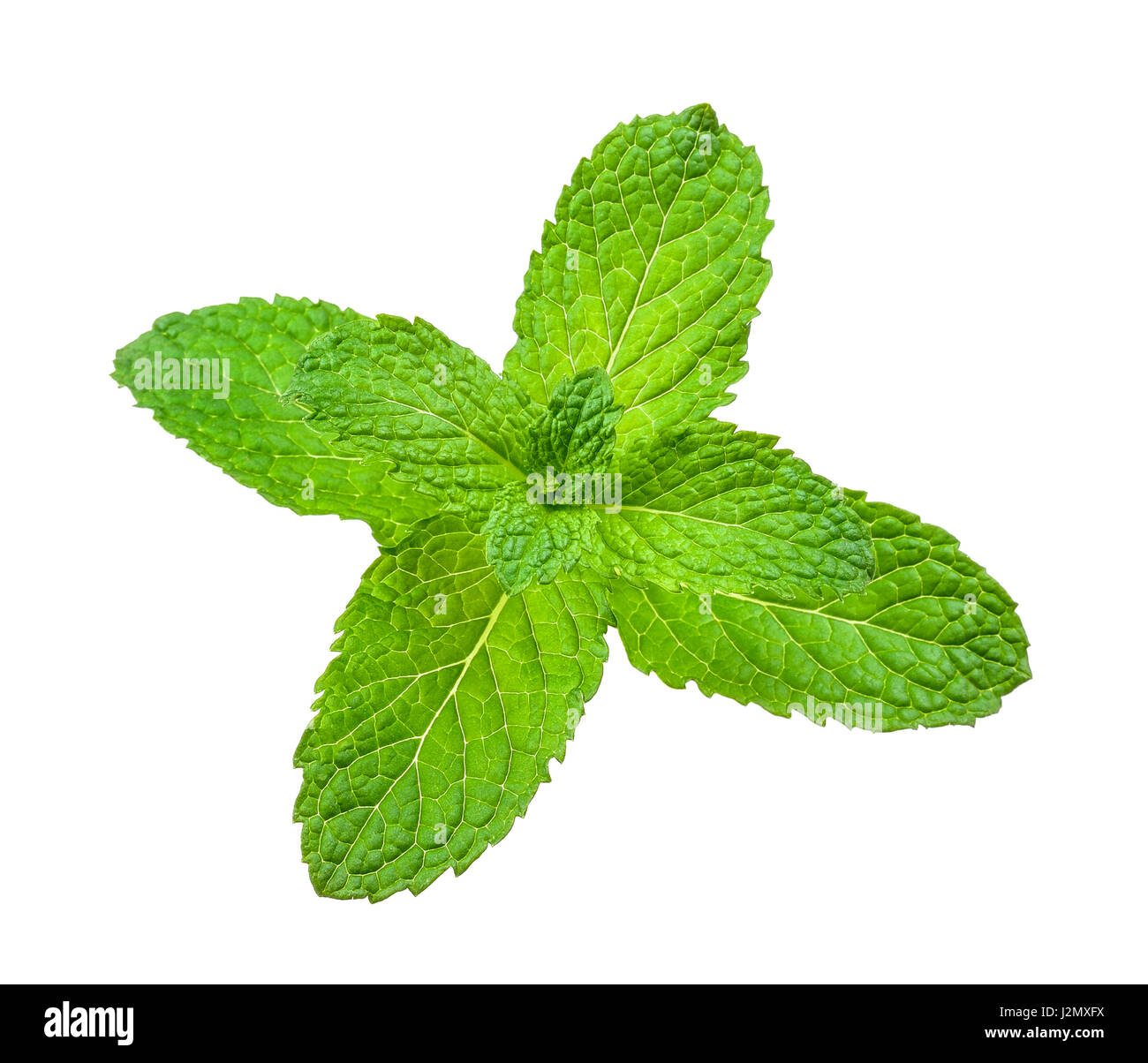 peppermint isolated on the white background Stock Photo - Alamy