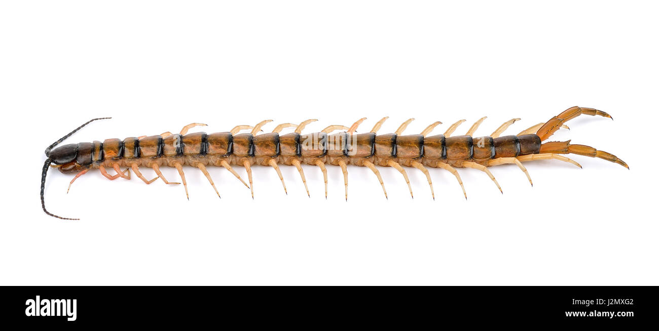 centipede isolated on the white background Stock Photo - Alamy