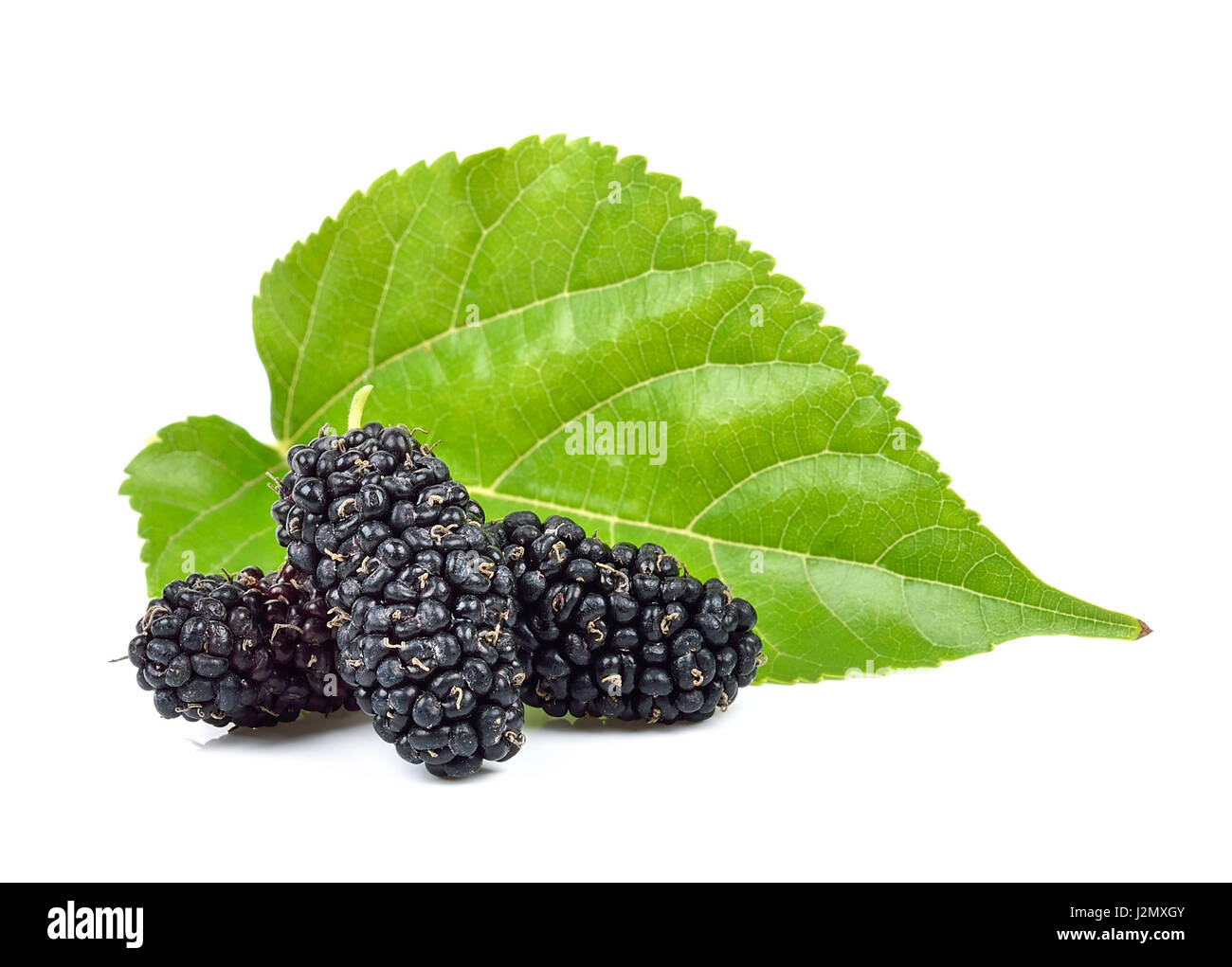 Mulberry isolated on the white background Stock Photo - Alamy