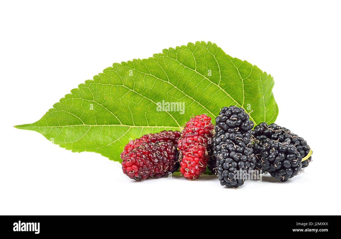 Mulberry isolated on the white background Stock Photo - Alamy