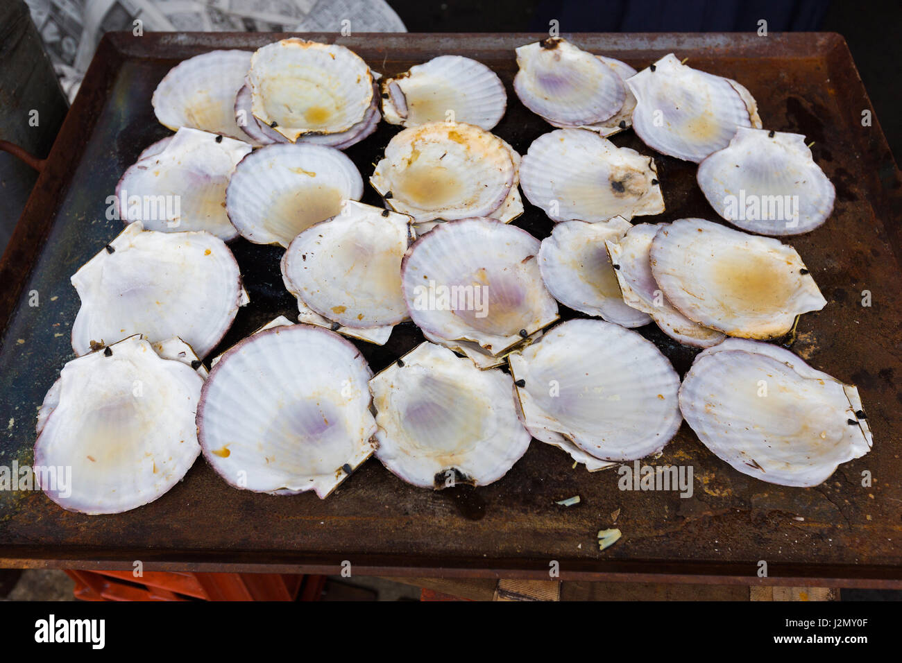 Empty scallop shells on a tray at Japanese fish market, Tsukiji Stock ...
