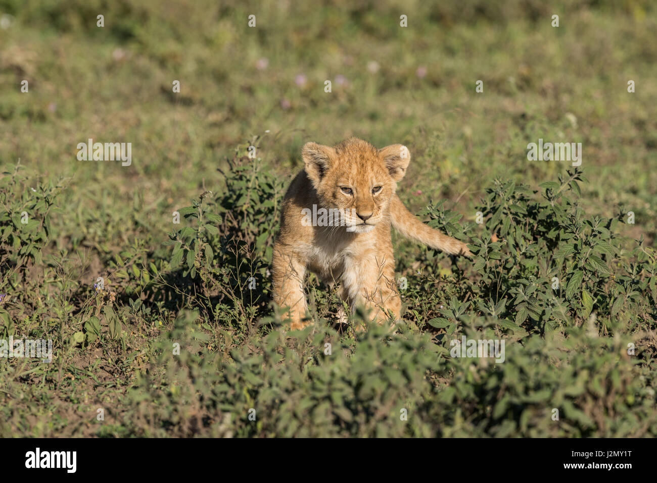 Adorable baby lion hi-res stock photography and images - Alamy