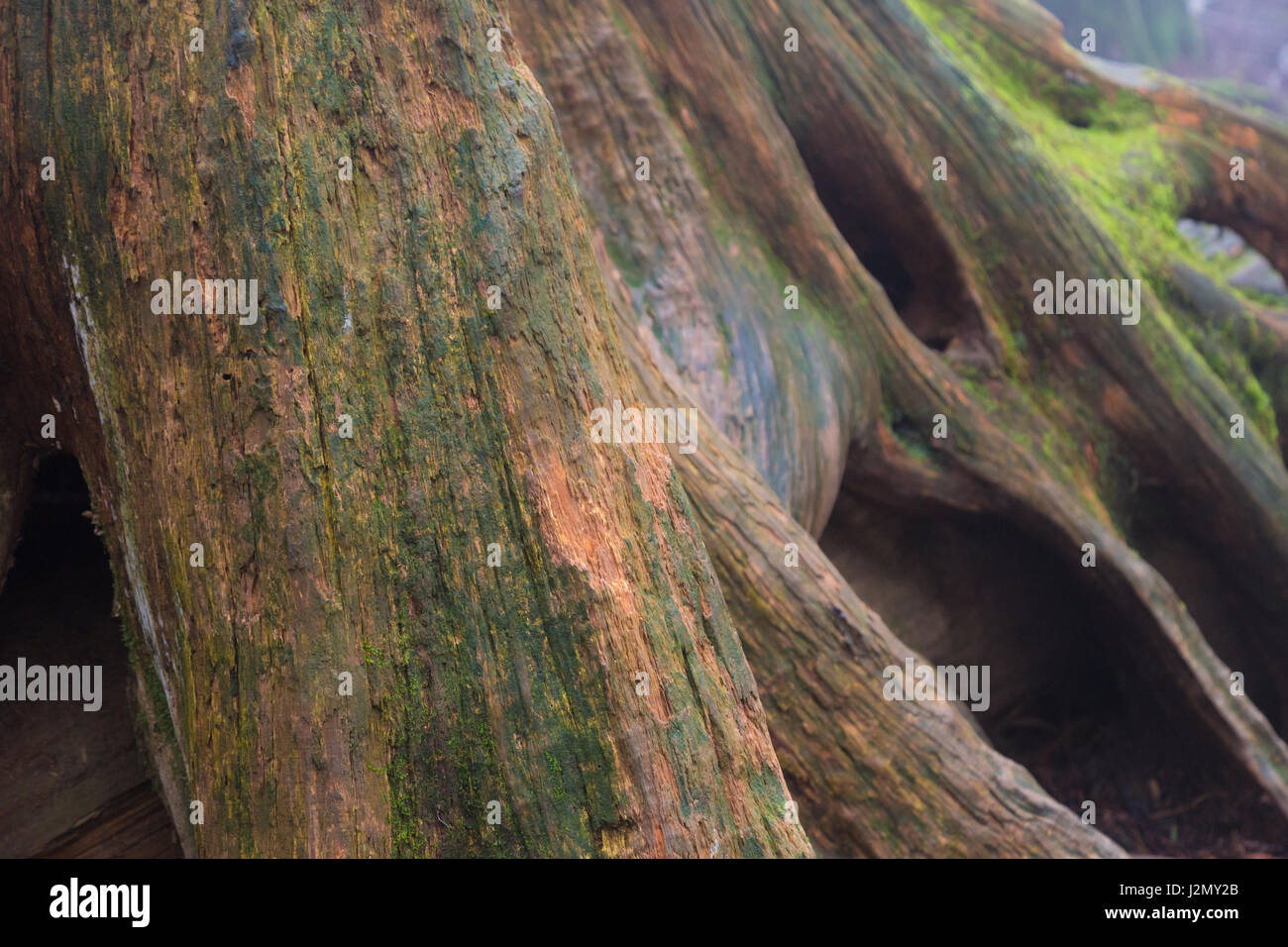 Close up of wet old tree trunk with moss in Alishan National Park ...