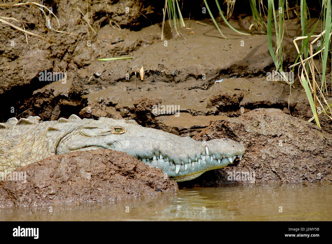 Crocodile showing teeth hi-res stock photography and images - Alamy