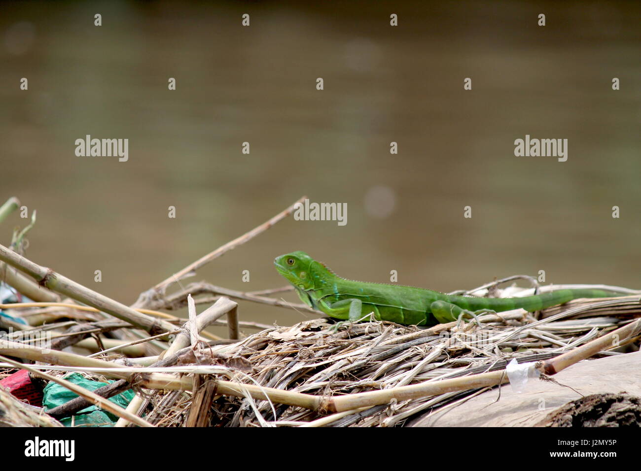 Green lizard along river Stock Photo - Alamy