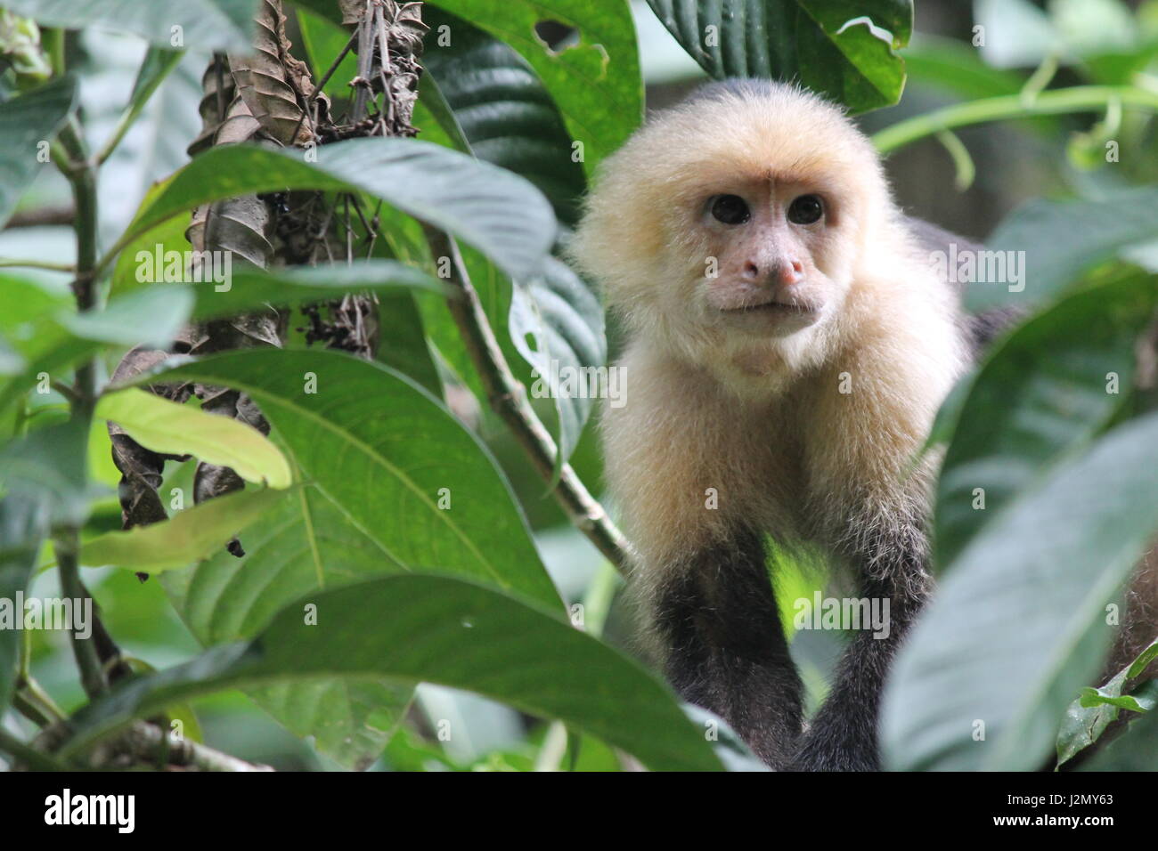 Black and white capuchin monkey in rainforest hi-res stock photography ...