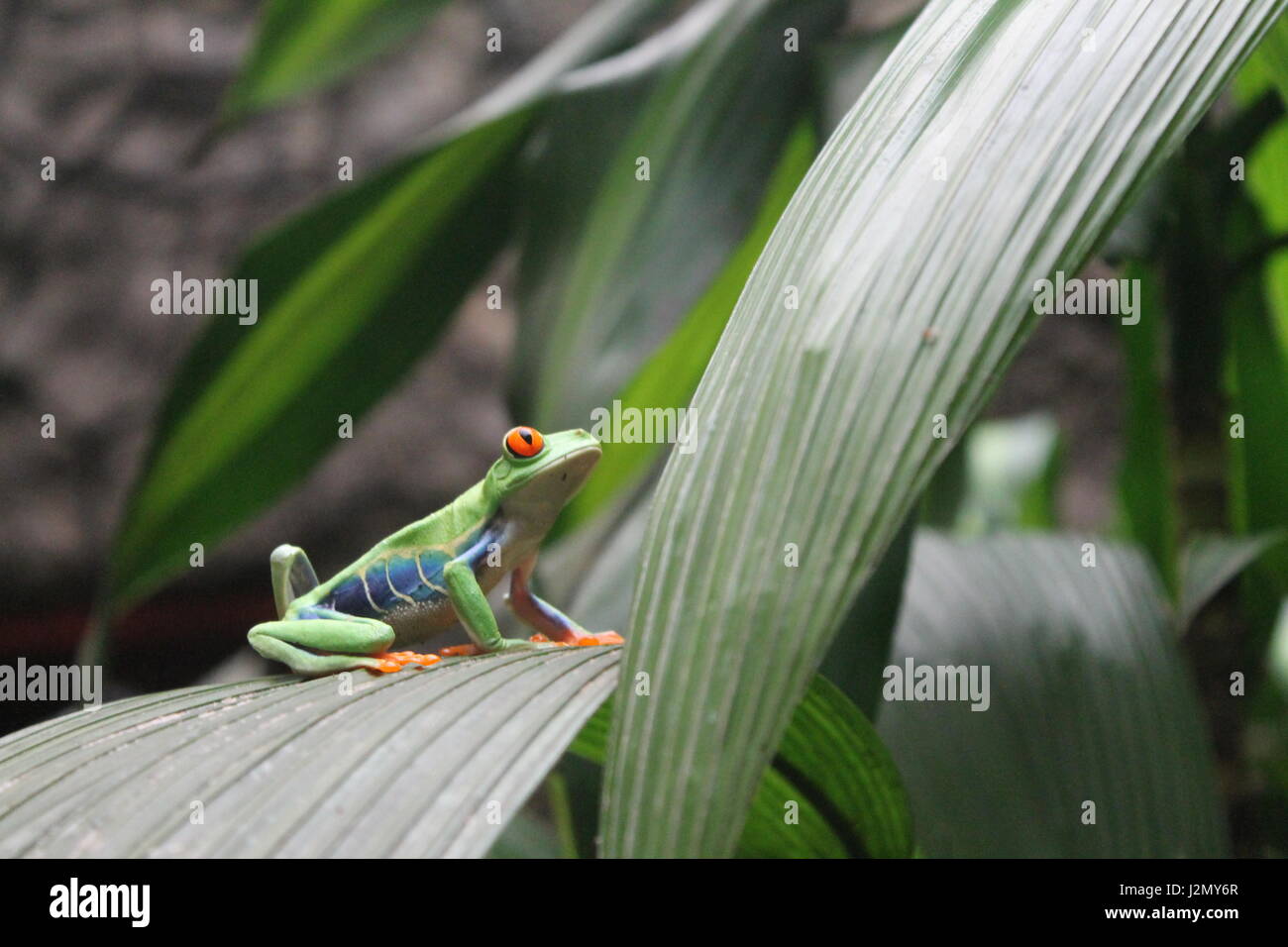 Green tree frog with red eyes hi-res stock photography and images - Alamy