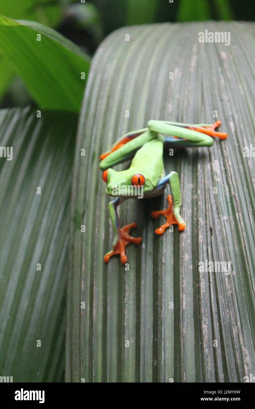 Red Eyed Green Tree Frog on Plant in Jungle Stock Photo - Alamy