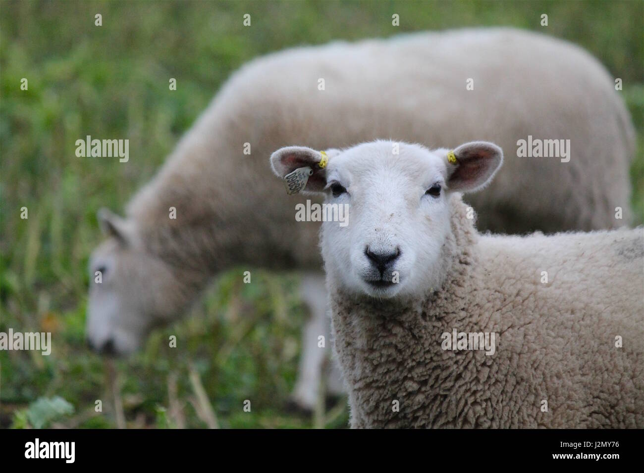 Sheep in wicklow hi-res stock photography and images - Alamy