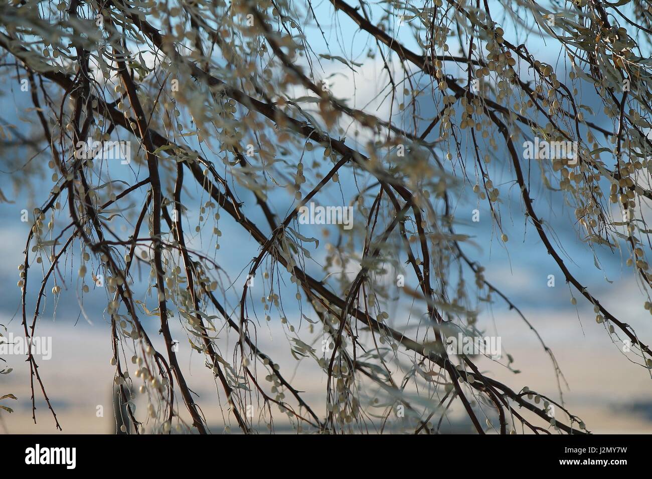 Wispy tree with mountains in background Stock Photo - Alamy