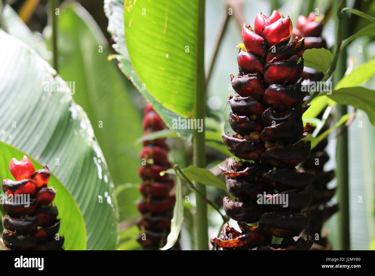 Deep red tropical plant in rainforest hi-res stock photography and ...