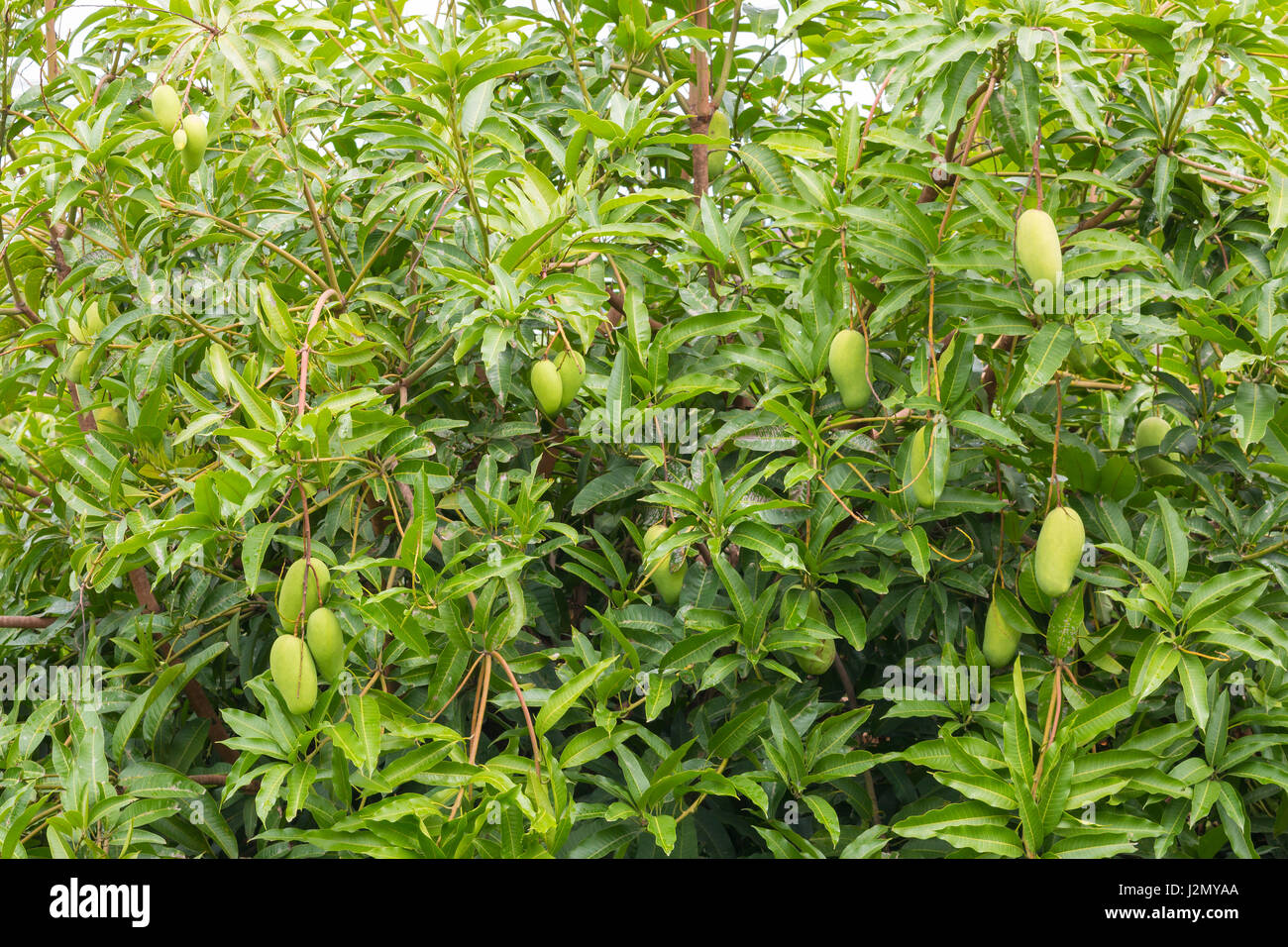 Mango tree with its fruits Stock Photo - Alamy