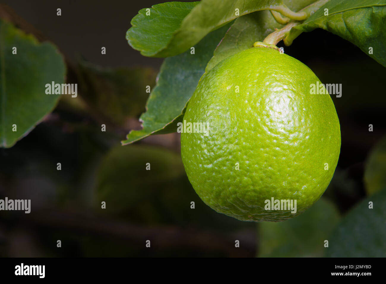 Big single lime fruit hanging from its branch Stock Photo - Alamy