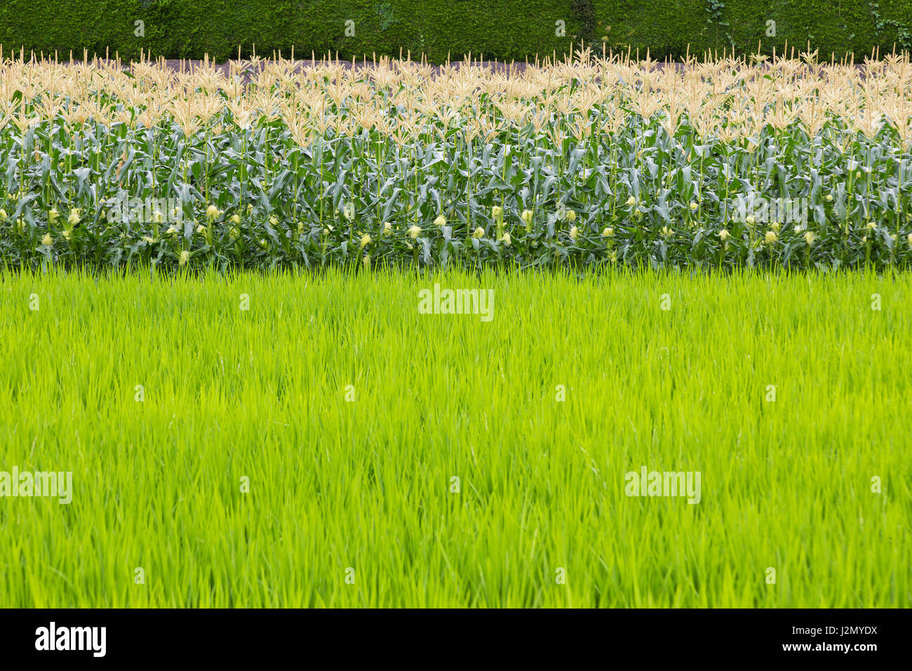 Corn field and rice field Stock Photo - Alamy