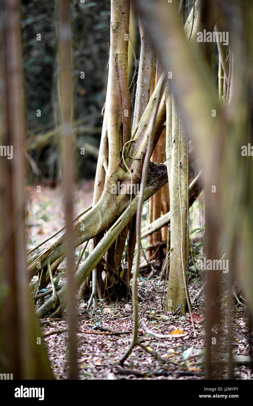 Tropical rainforest tree species hi-res stock photography and images ...
