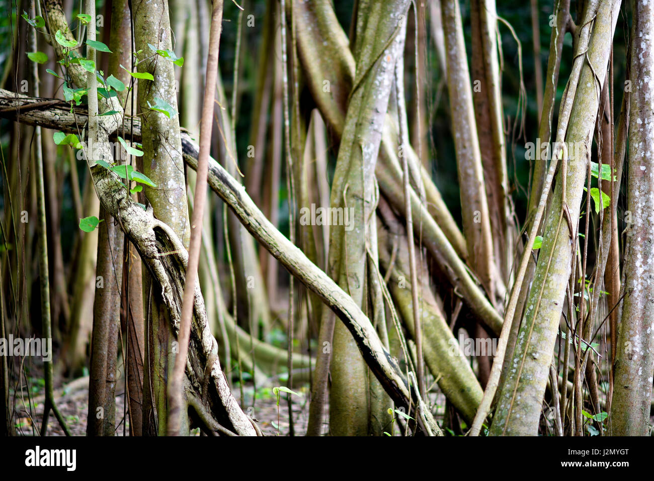 Tropical rainforest tree species hi-res stock photography and images ...