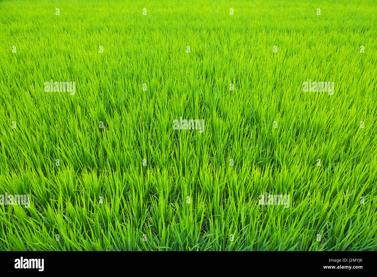 Rice field full of growing green rice leaves, good for background Stock ...
