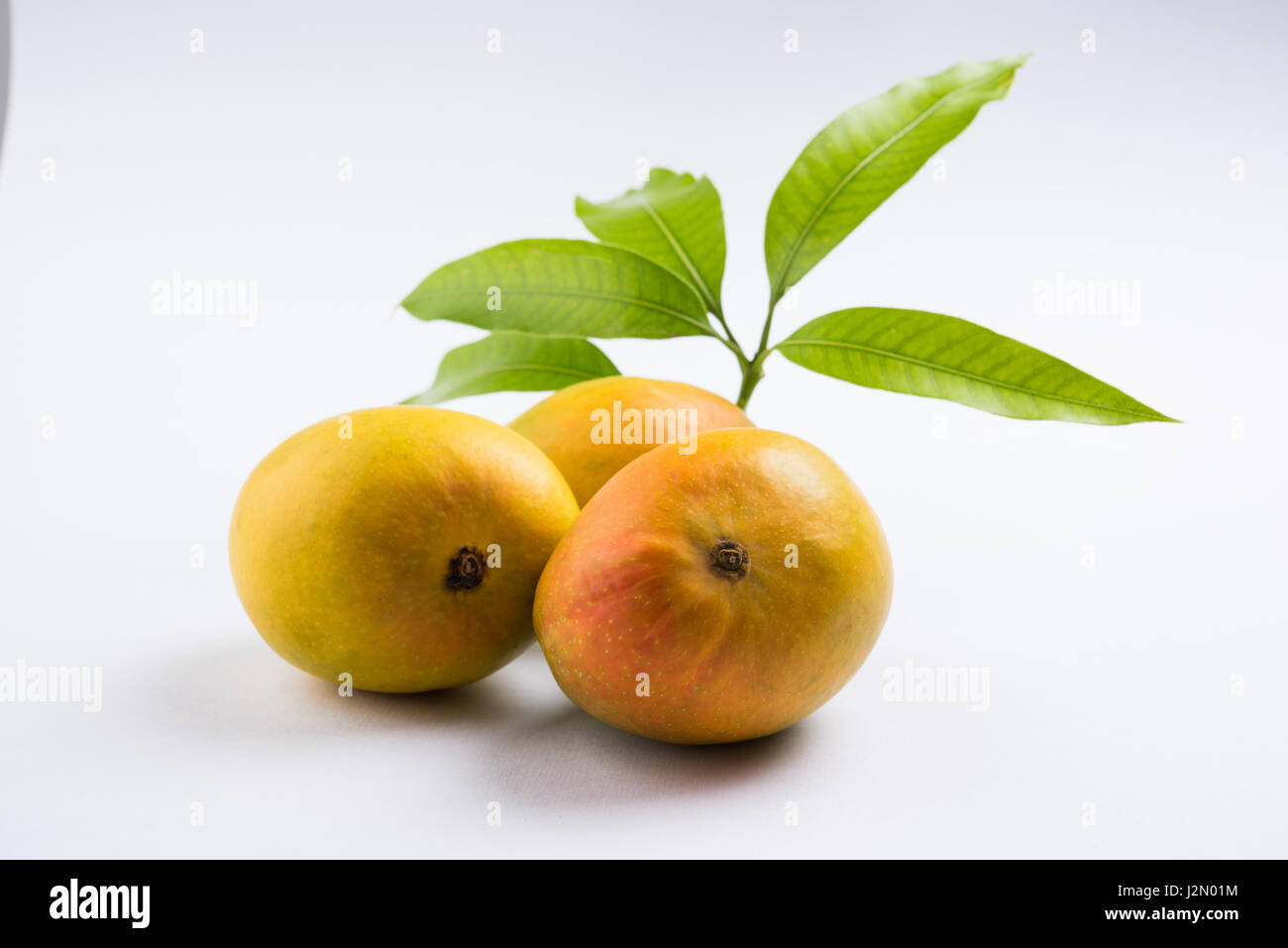 King of fruits; Alphonso yellow Mango fruit duo with stems and green ...