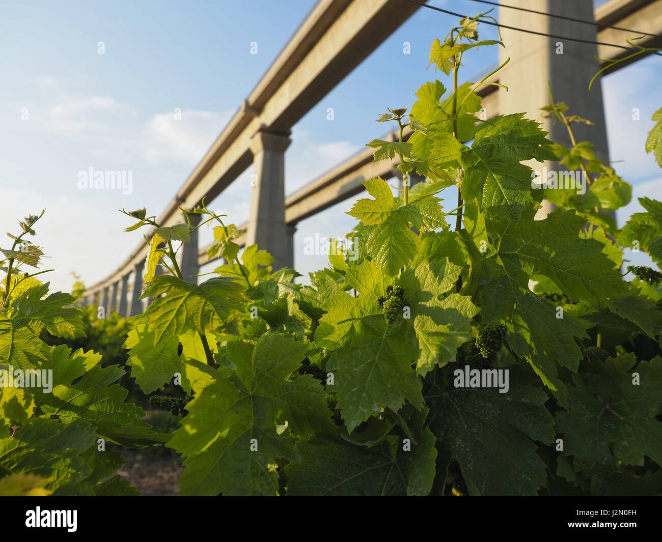 Vine bridge hi-res stock photography and images - Alamy