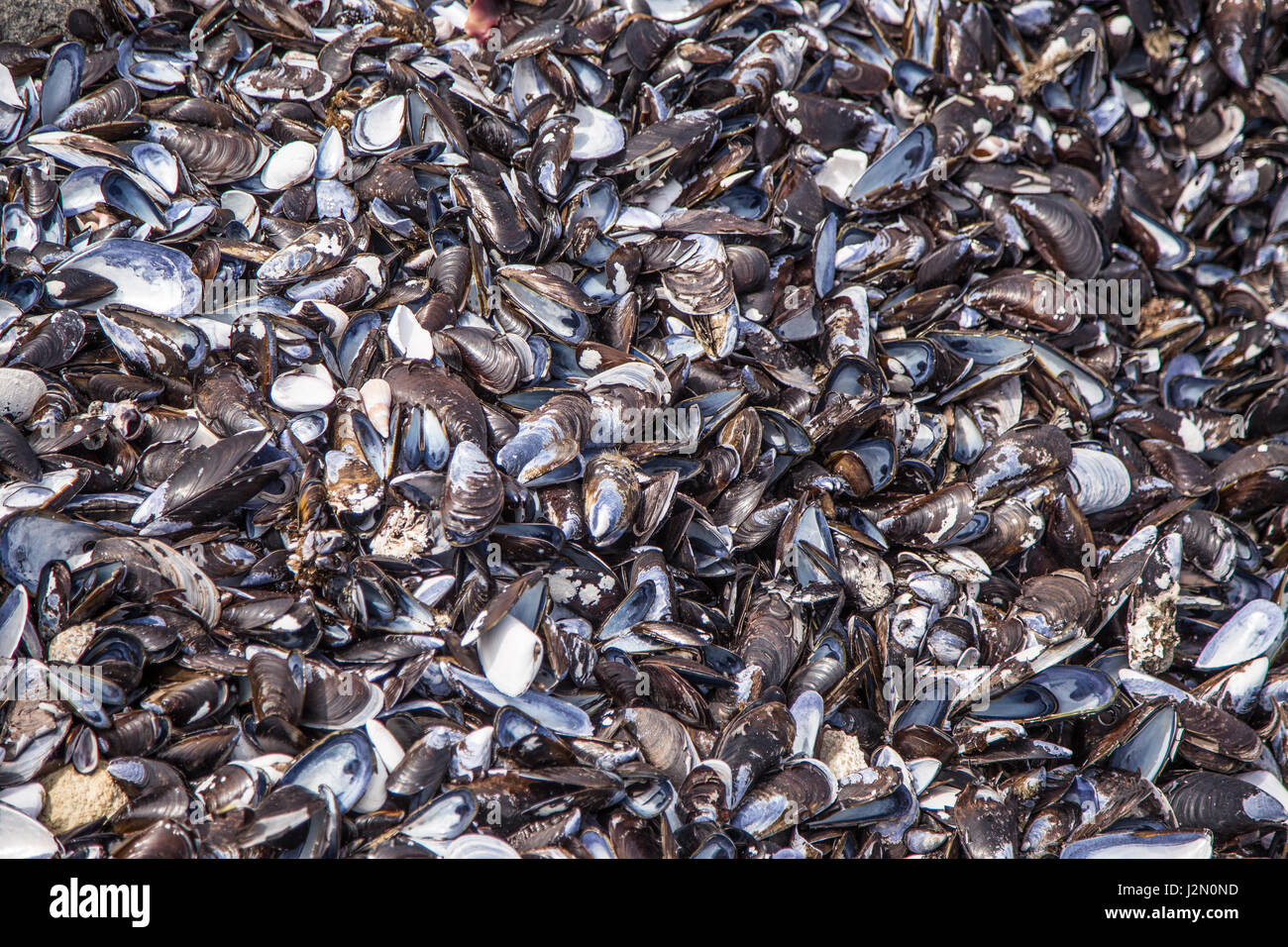 Mussel shell texture hi-res stock photography and images - Alamy