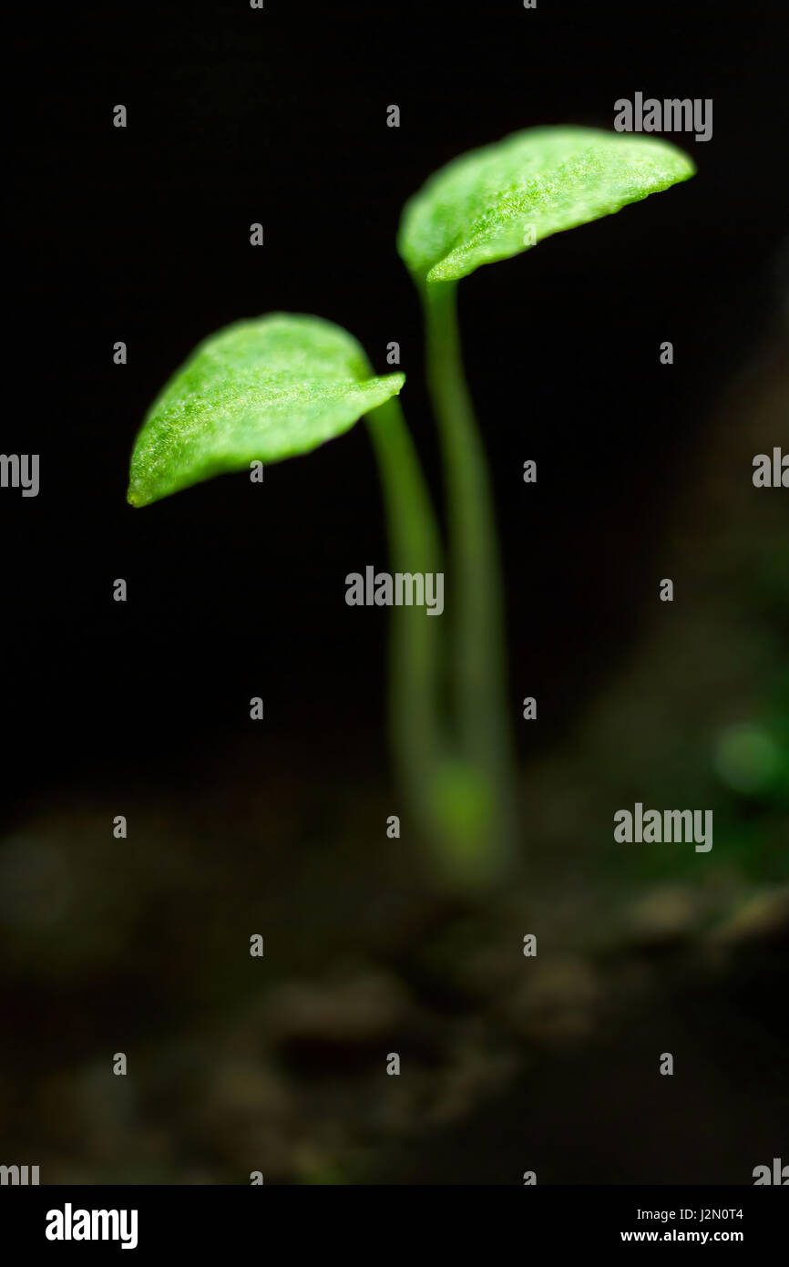 Seedlings / New plant growth Stock Photo - Alamy