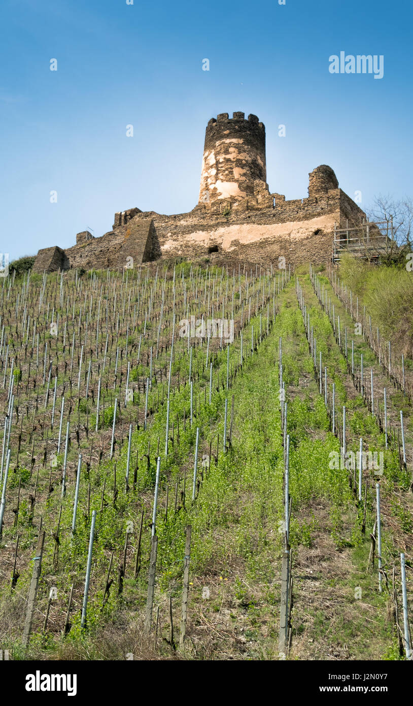 Vineyards and Castle ruins near Bacharach am Rhein in the Mainz-Bingen ...