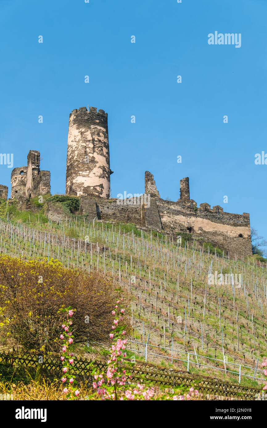 Vineyards and Castle ruins near Bacharach am Rhein in the Mainz-Bingen ...