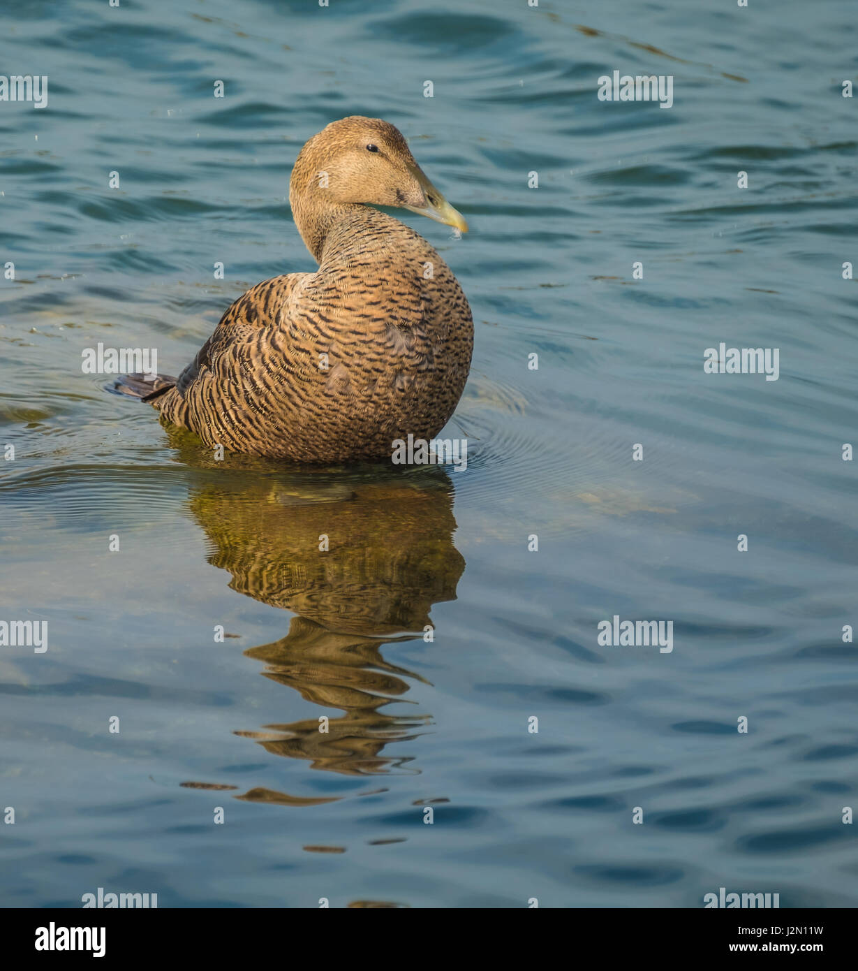 Large northern sea duck hi-res stock photography and images - Alamy