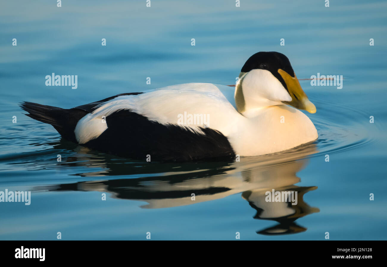 Adapted to soft hi-res stock photography and images - Alamy