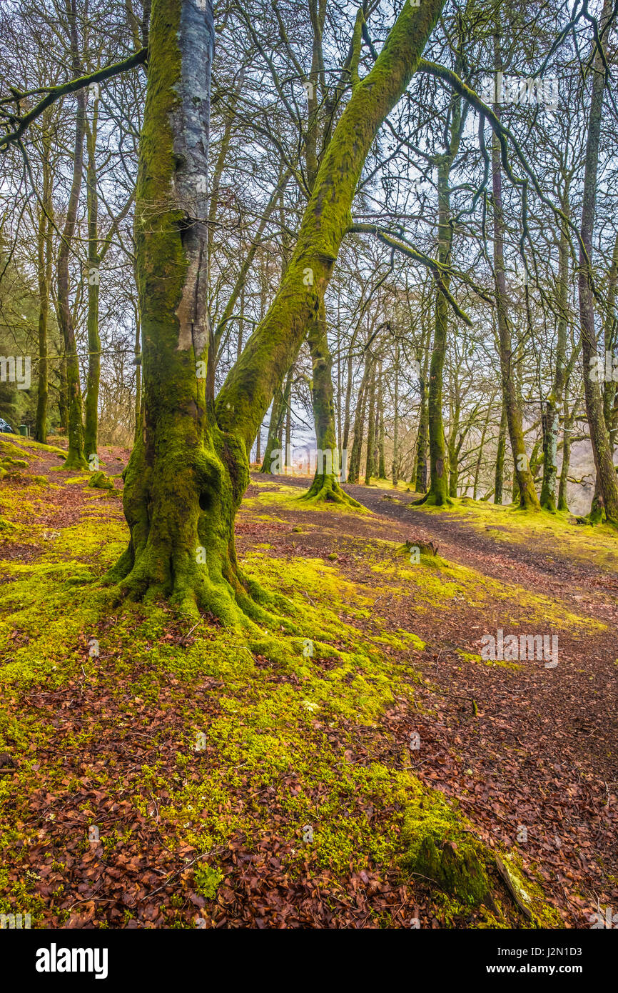 Landscapes alongh the shores of Loch Ness, a large, deep, freshwater ...