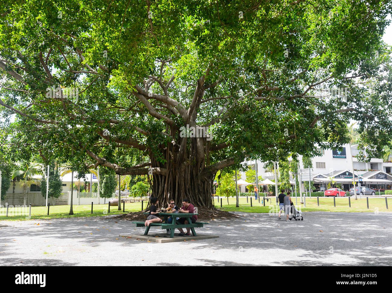 Huge old Banyan Tree, Port Douglas, Far North Queensland, FNQ, QLD ...
