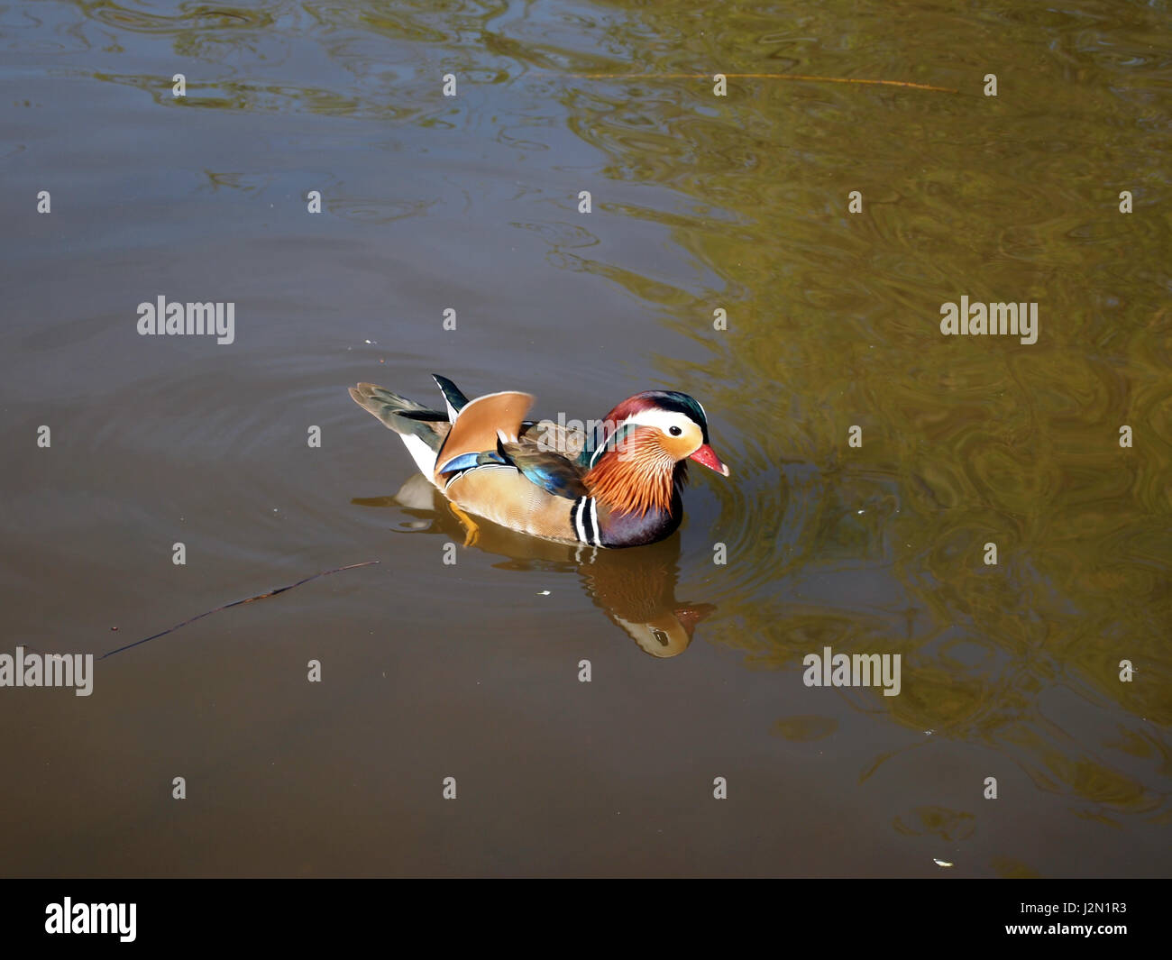 mandarin duck in water Stock Photo - Alamy