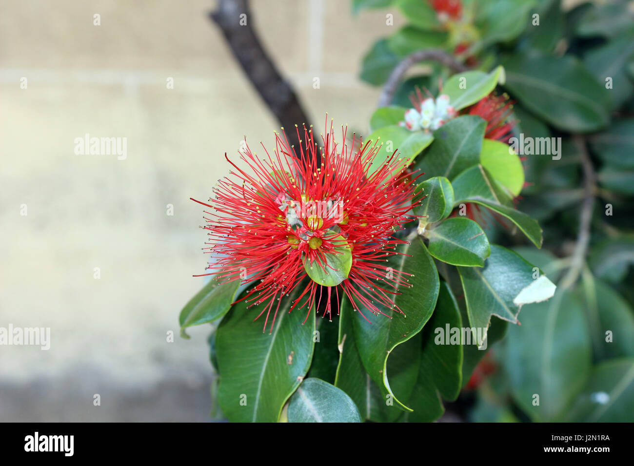 Combretaceae flower close up Stock Photo - Alamy