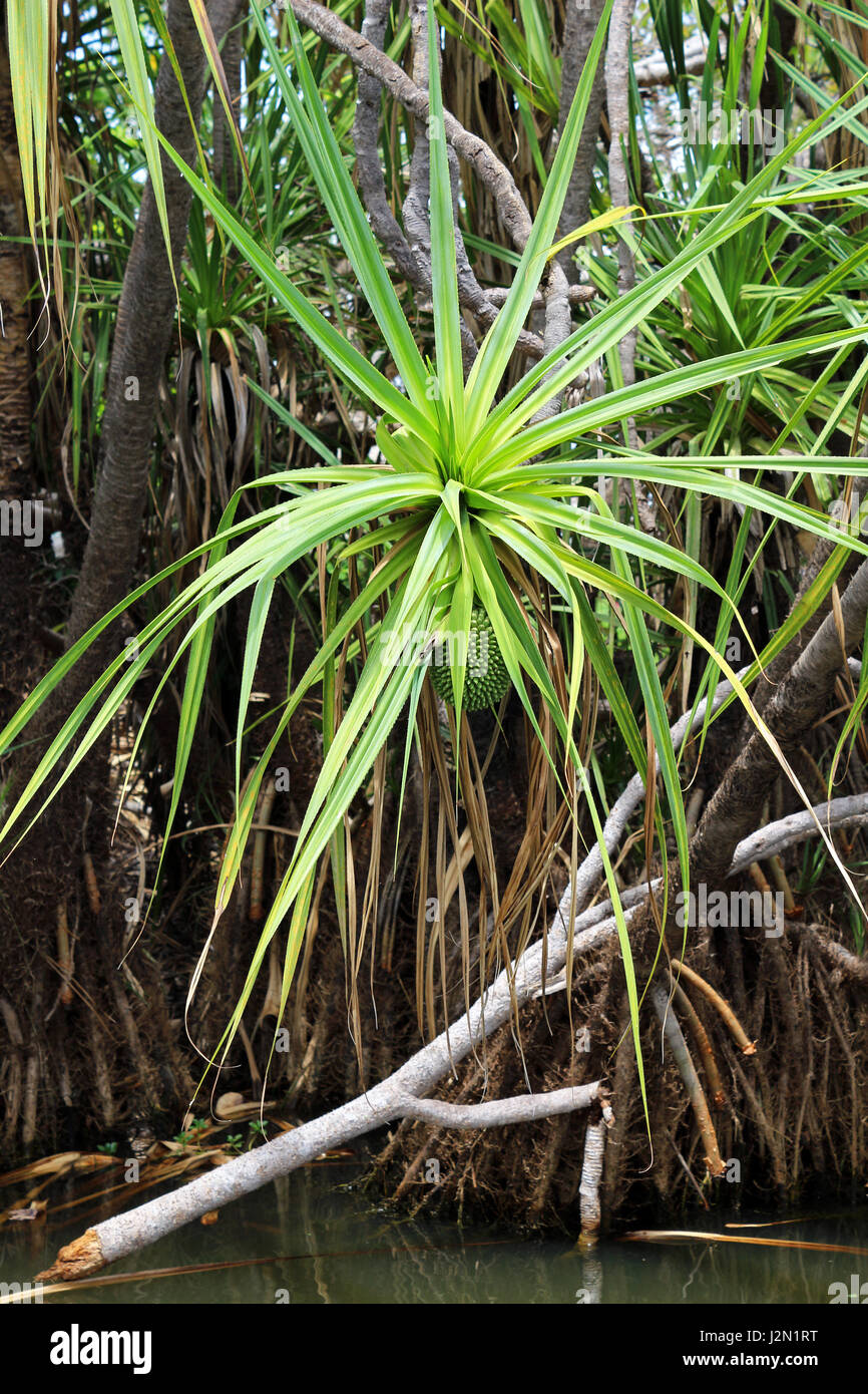 pandanus screw pine Stock Photo - Alamy
