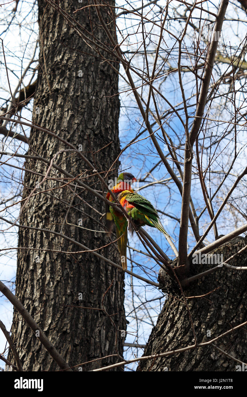 colourful parrot in tree in adelaide Stock Photo - Alamy