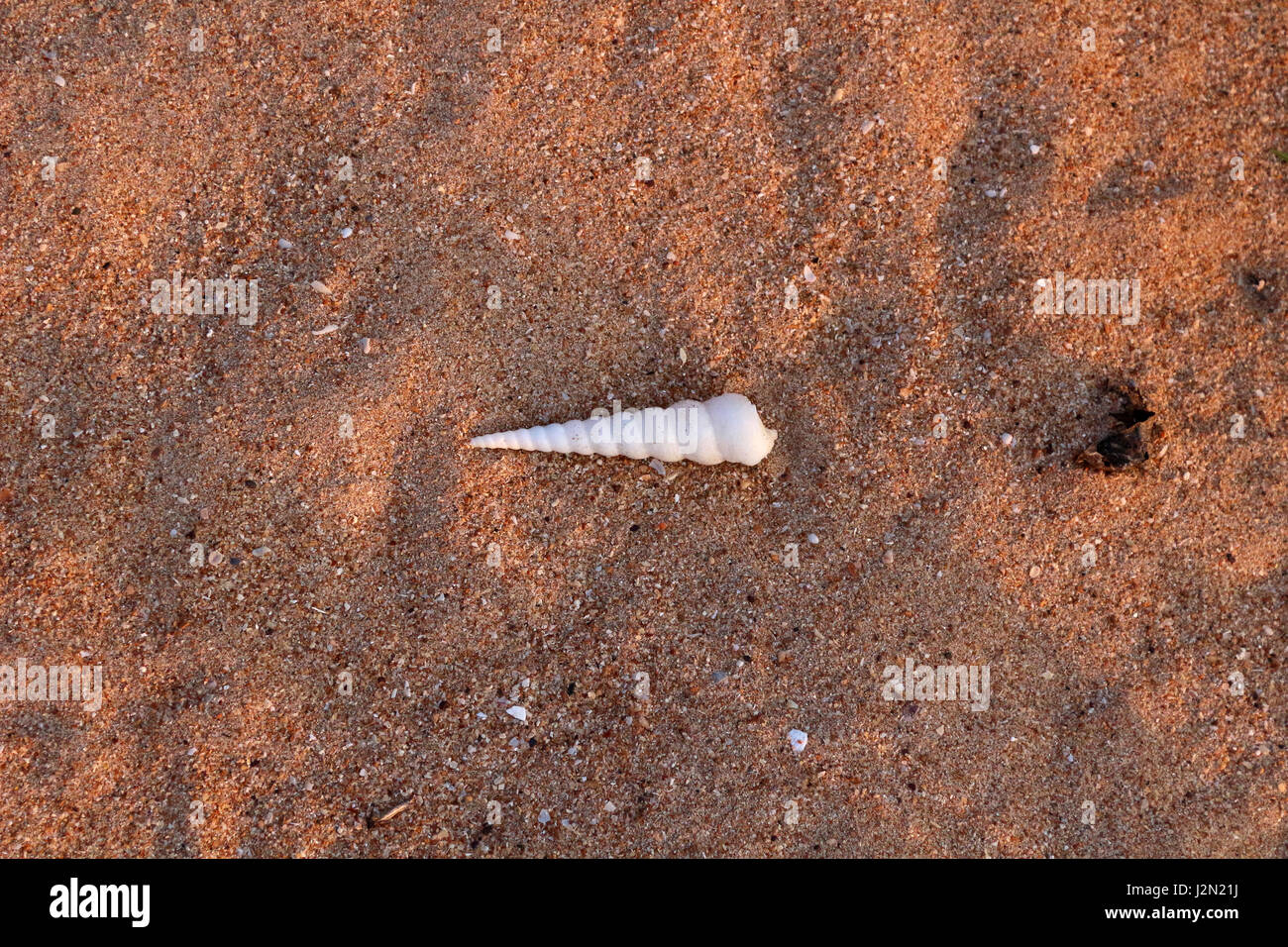 seashell on sandy beach Stock Photo - Alamy
