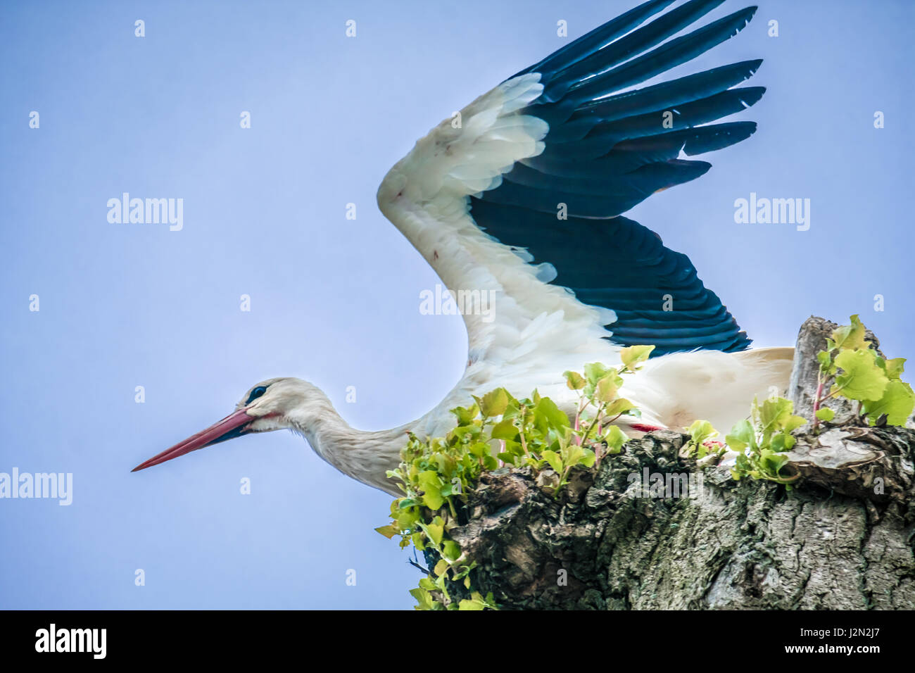 Pollarded sycamore hi-res stock photography and images - Alamy