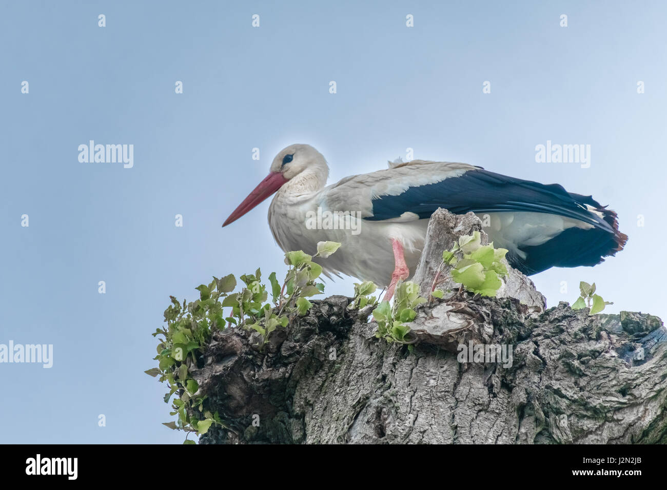 A migratory stork returning to the shores of the Upper Zurich Lake ...
