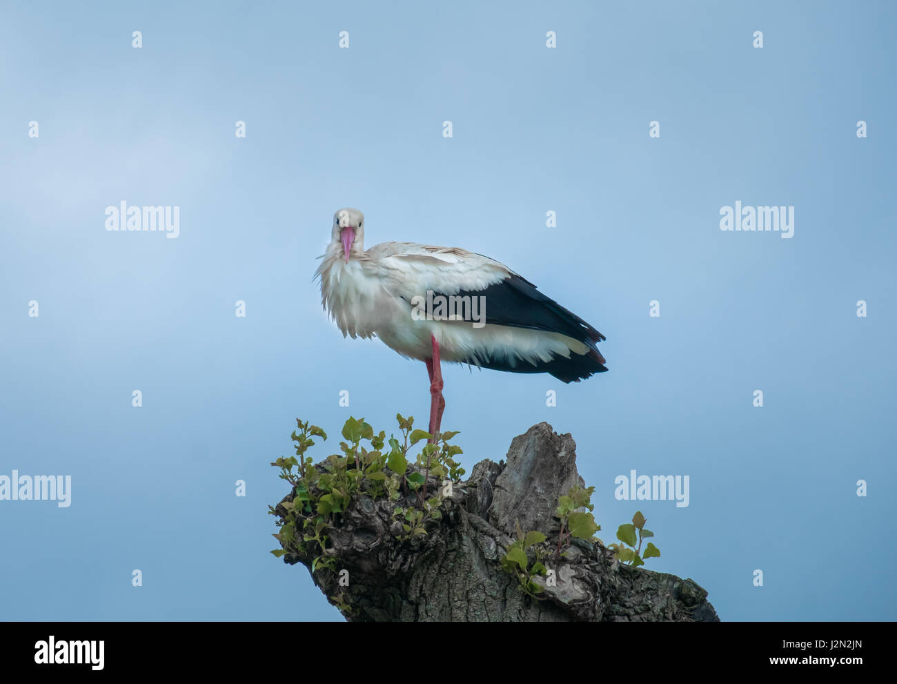 A migratory stork returning to the shores of the Upper Zurich Lake ...