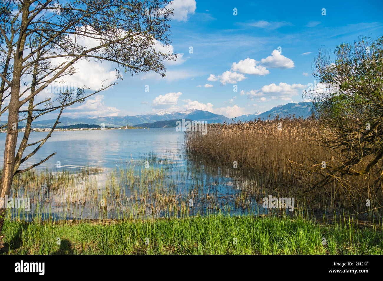 Rich lake shore marsh ecosystem along the Holzsteg, a wooden pedestrian ...