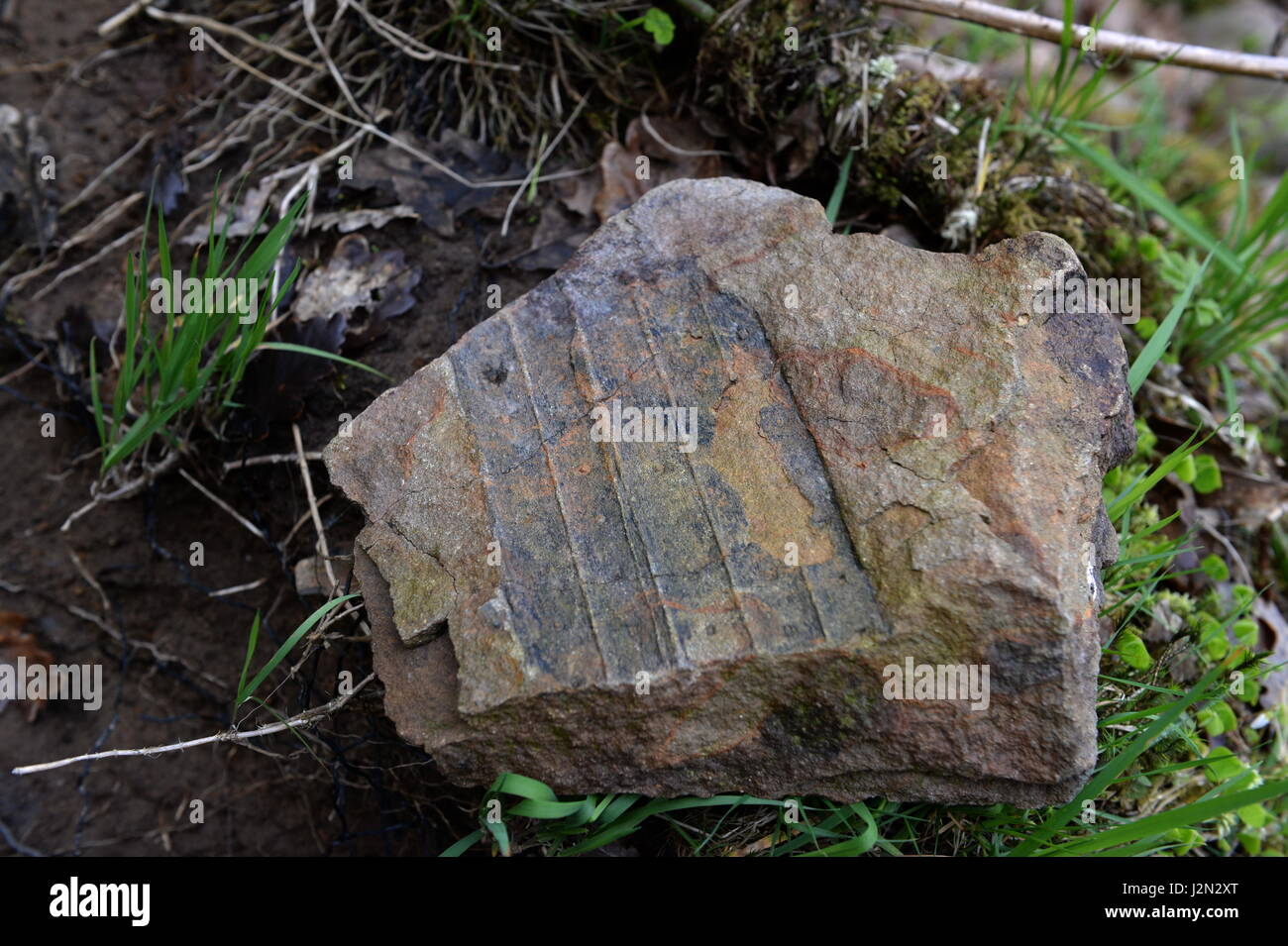 The impression of a tree trunk preserved in the rock for 100s of ...