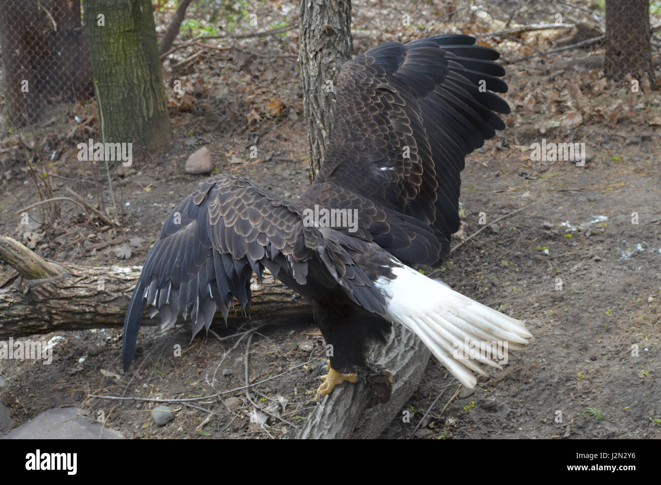 Bald eagle talons close up hi-res stock photography and images - Alamy
