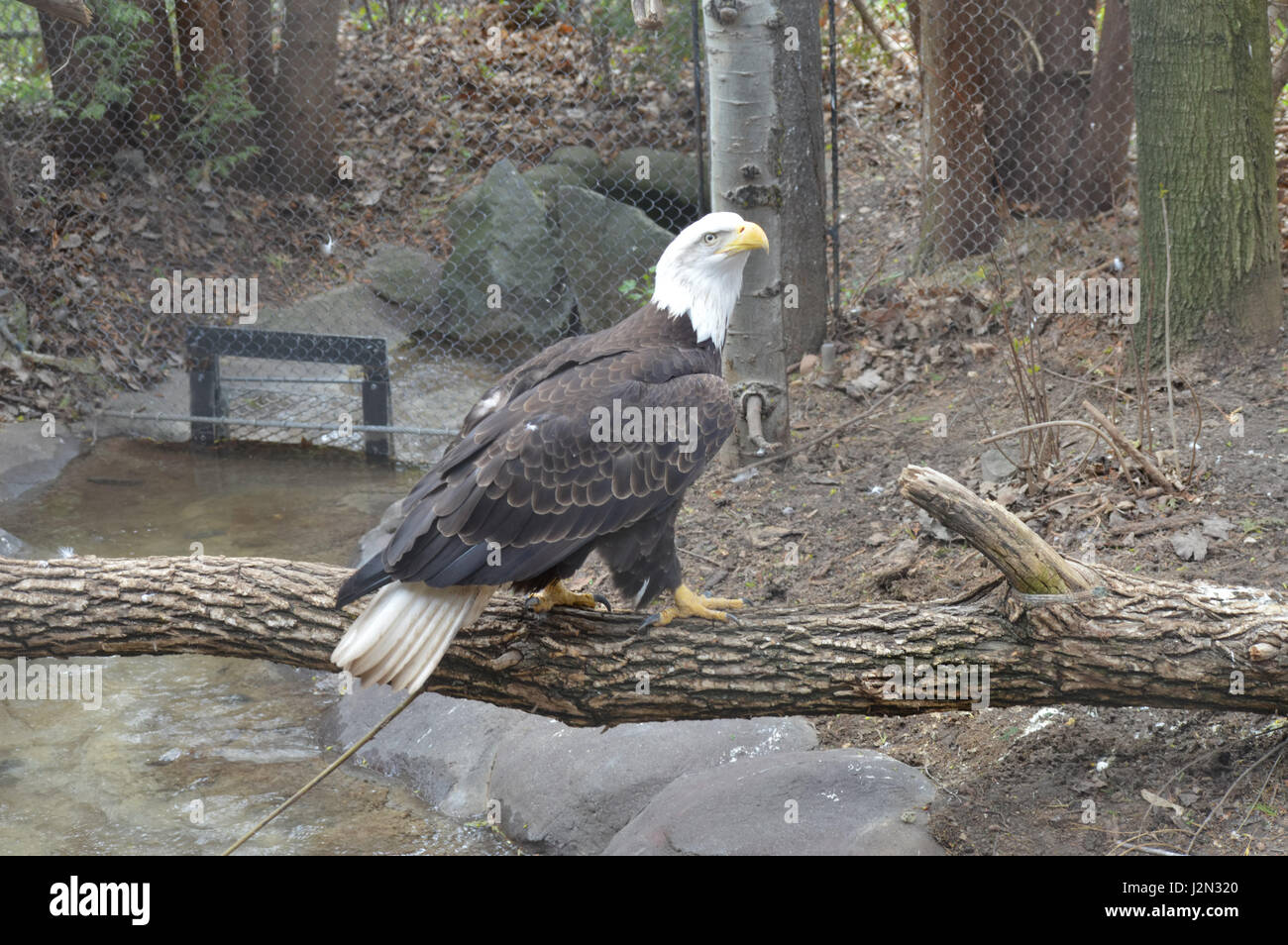 Bald eagle talons close up hi-res stock photography and images - Alamy