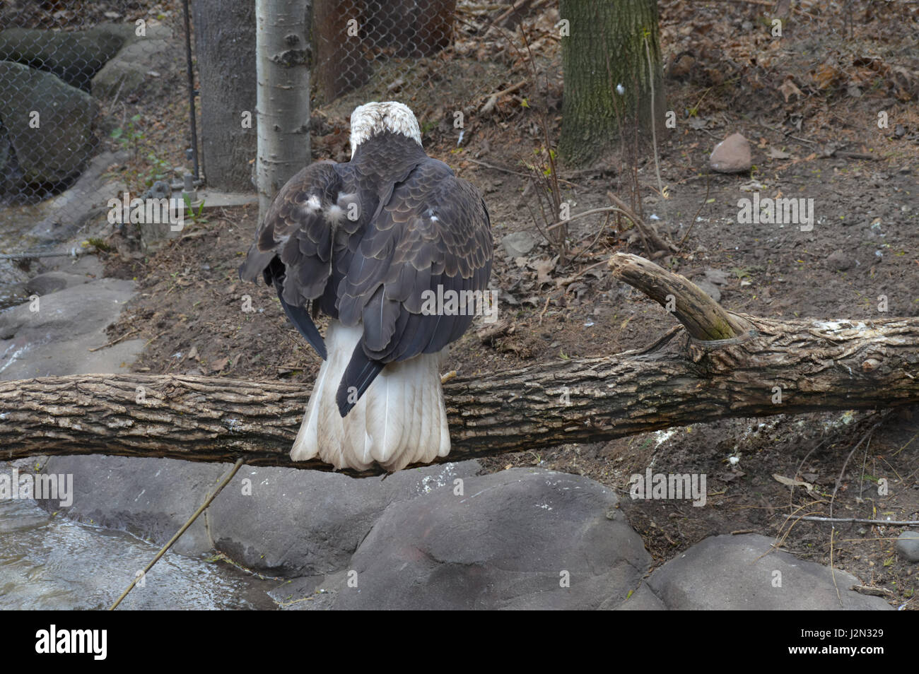 Bald eagle talons close up hi-res stock photography and images - Alamy